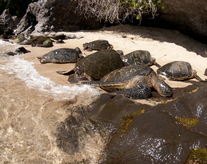 Turtles in Paradise 8-27-10